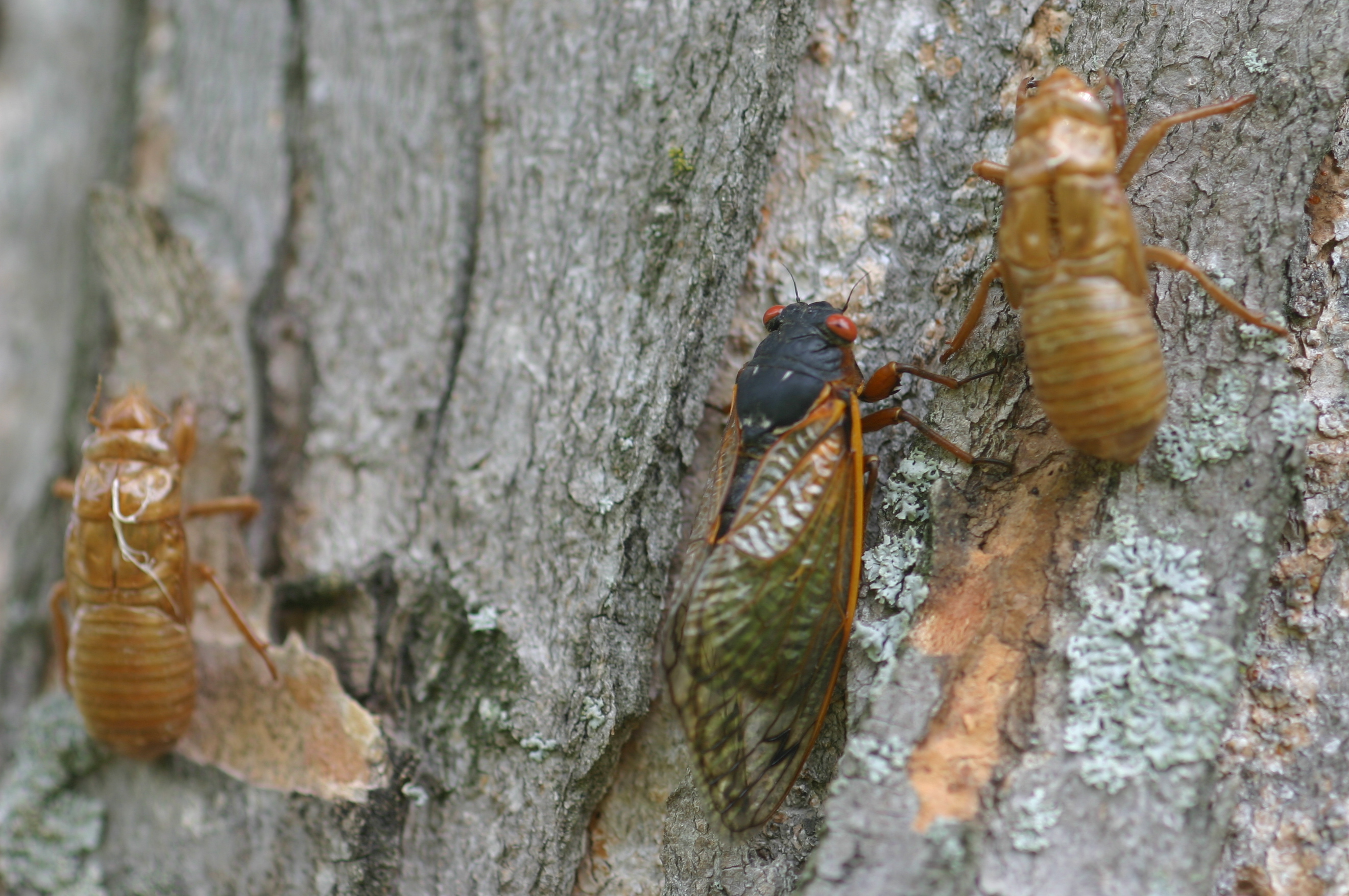 Wehr Birders Events – WMAS